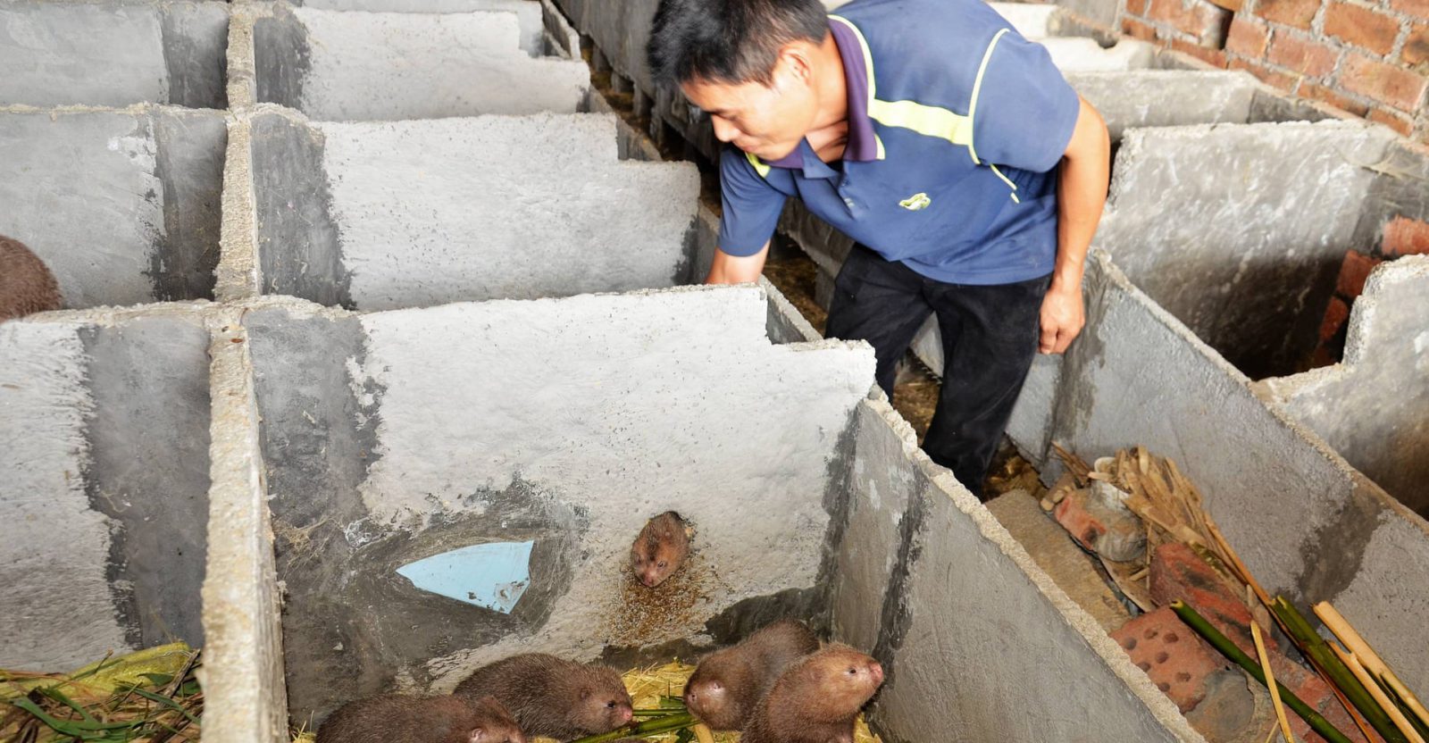 Breeders Faced with Challenges after China’s Latest Wildlife Ban – Pandaily