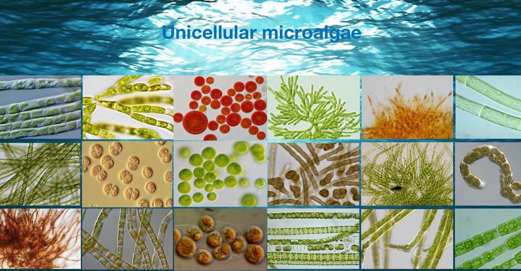 Microalgae Synthesis Firm Demeter Nears 100M Yuan in Pre-A Round Funds ...
