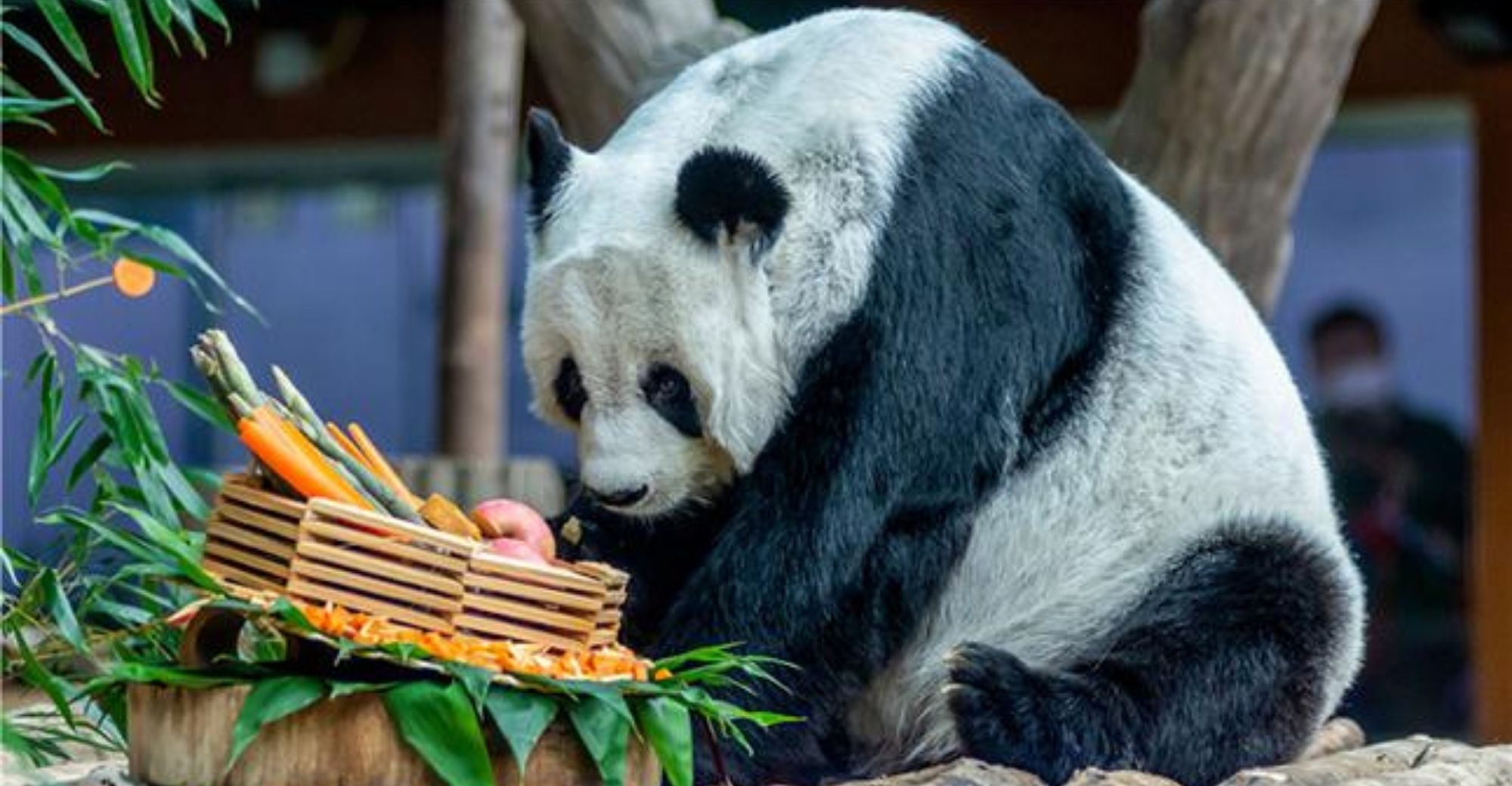 Giant Panda Lin Hui Passes Away in Thailand - Pandaily