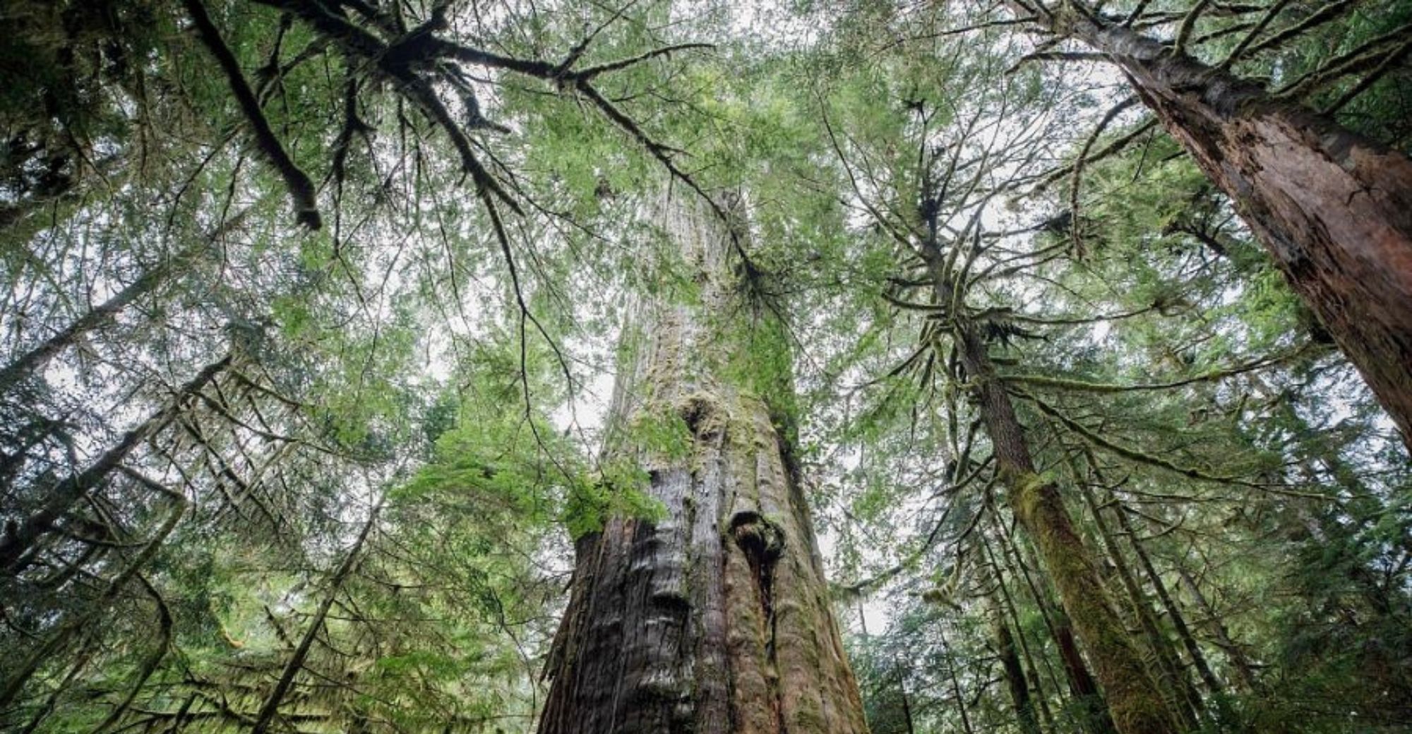 Sequoia China Stands Tall on Its Own as ‘HongShan’ - Pandaily